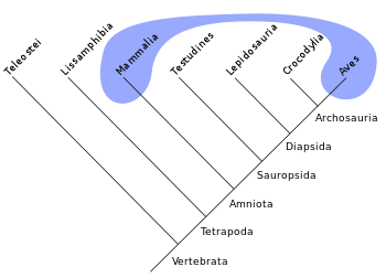 What is polyphyly in cladistics?