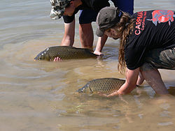 What is catch and release?